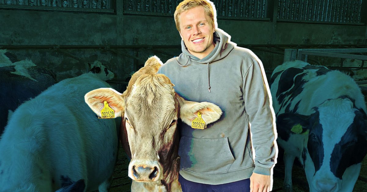 Cow boy Thomas is milking every moment
